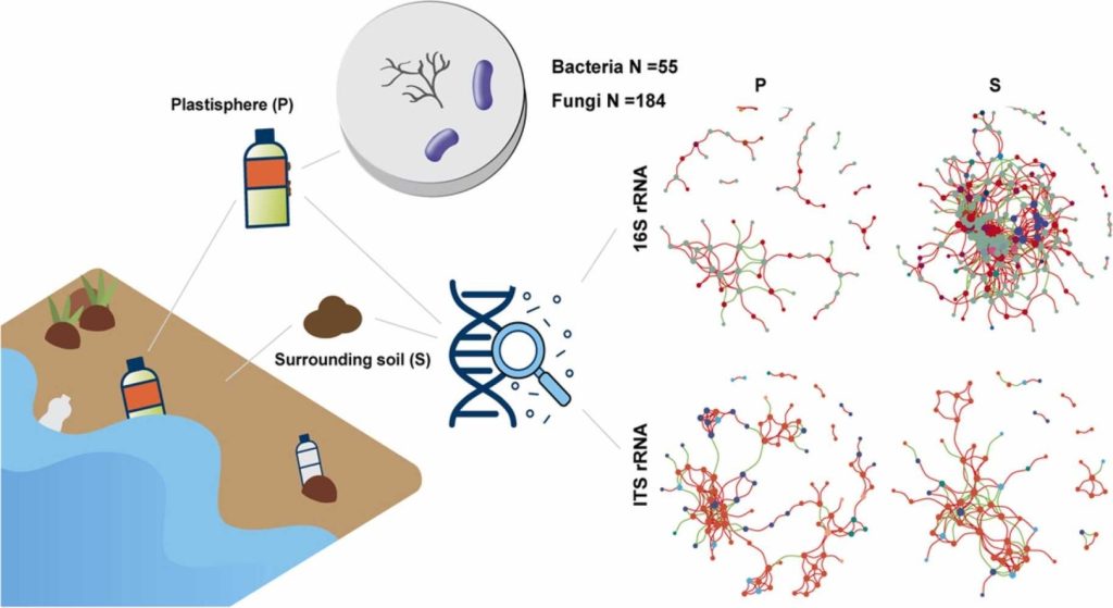 Could plastic eating bacteria and fungi help combat global waste ...