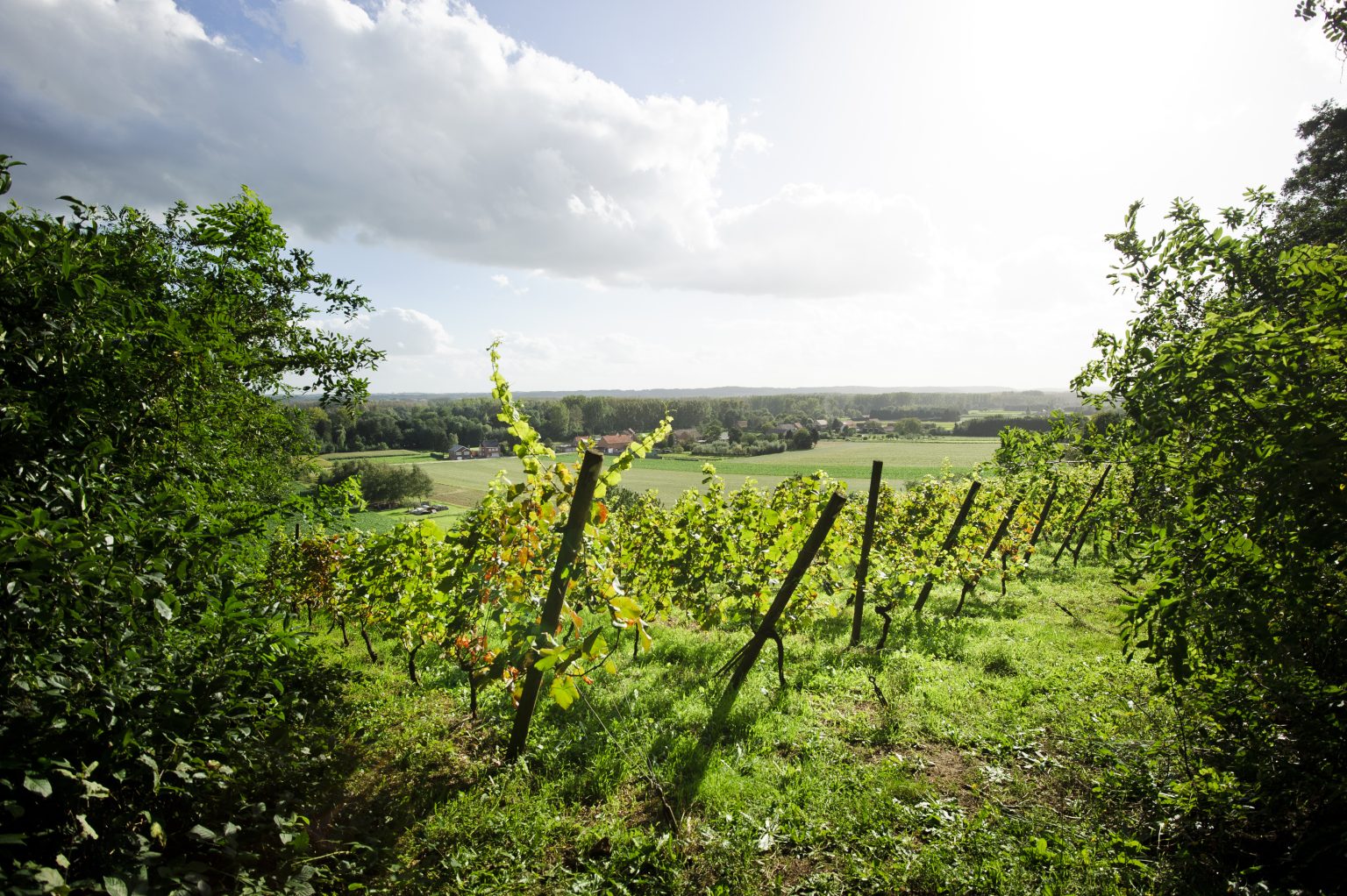 5 Walks through Hageland’s vineyards - Travel Tomorrow
