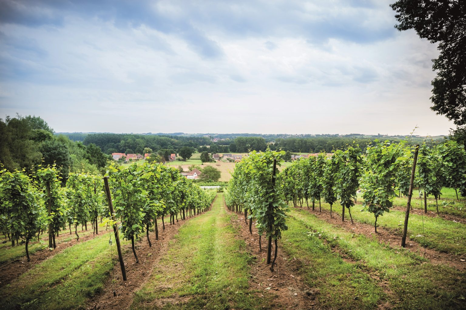5 Walks through Hageland’s vineyards - Travel Tomorrow