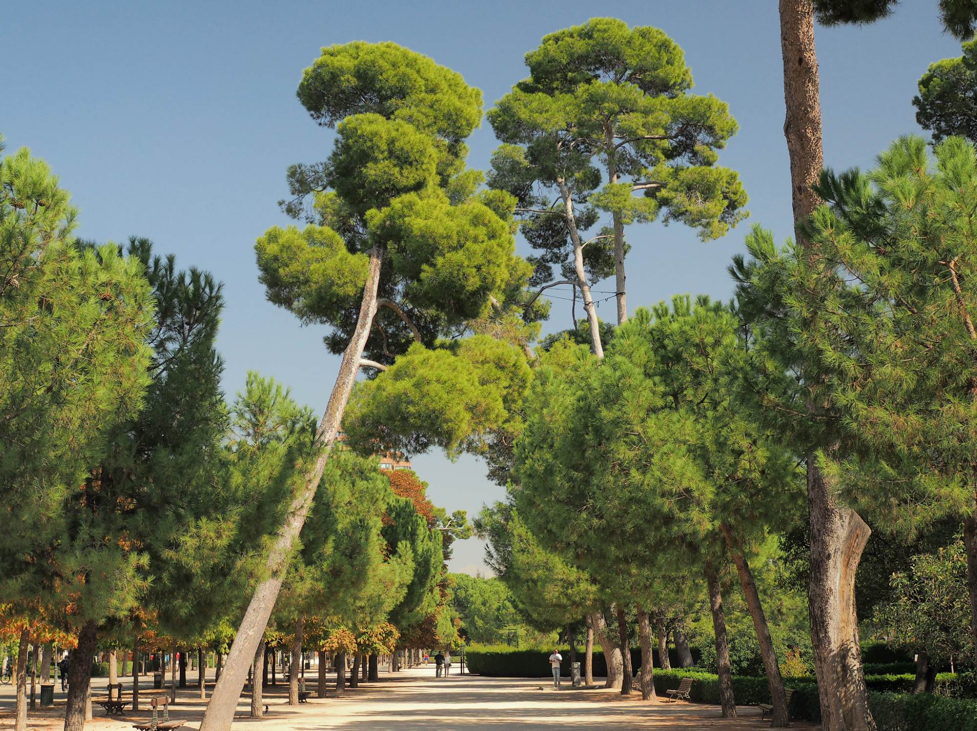Madrid retains 'Tree City of the World' title for fifth year - Travel ...