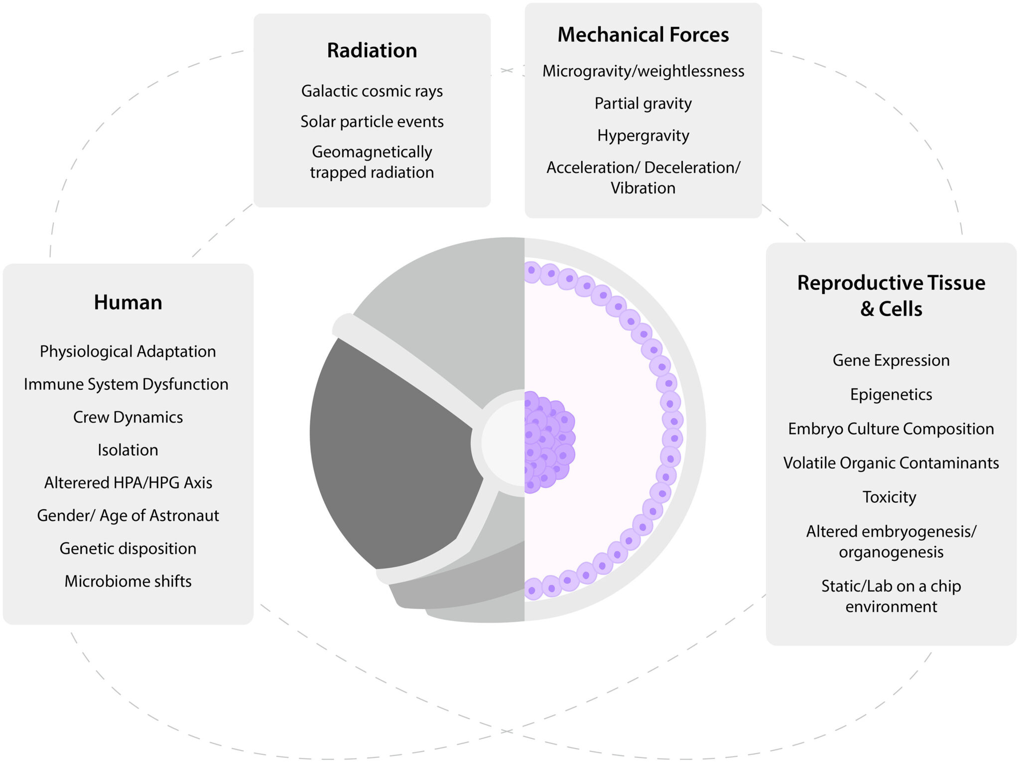 Urgent to understand how human fertility functions beyond Earth ...